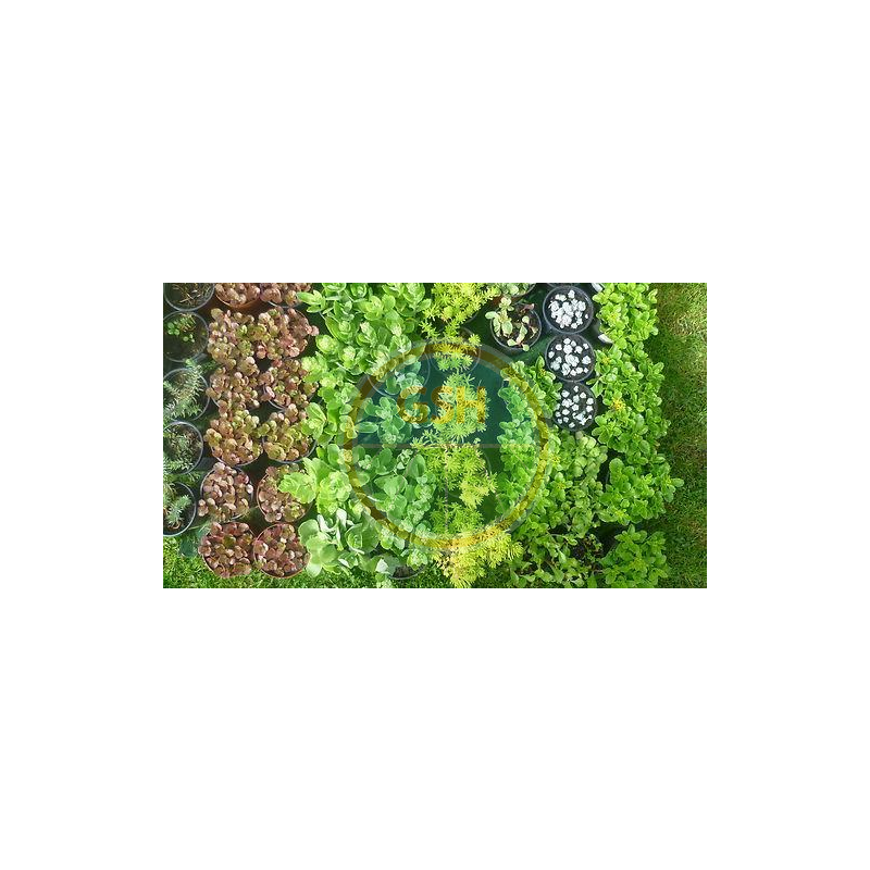 Sedum Mix 10er Pack