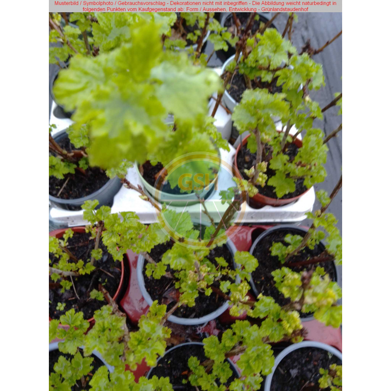 Ribes rubrum (johannisbeere rot) "Rote Vierländer"