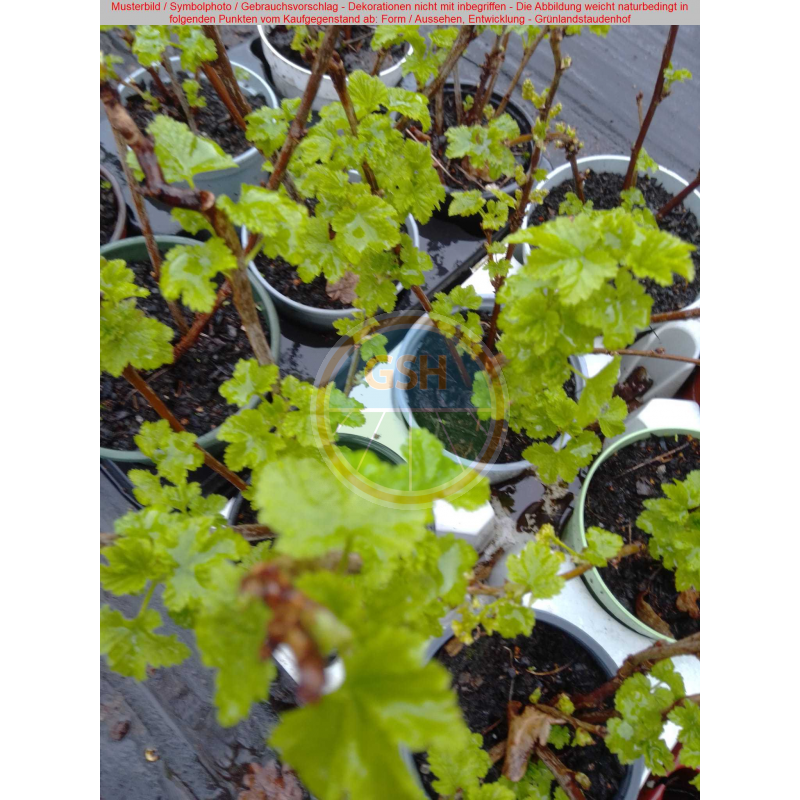 Ribes rubrum (Johannisbeere rot) 'Rote Holländische'