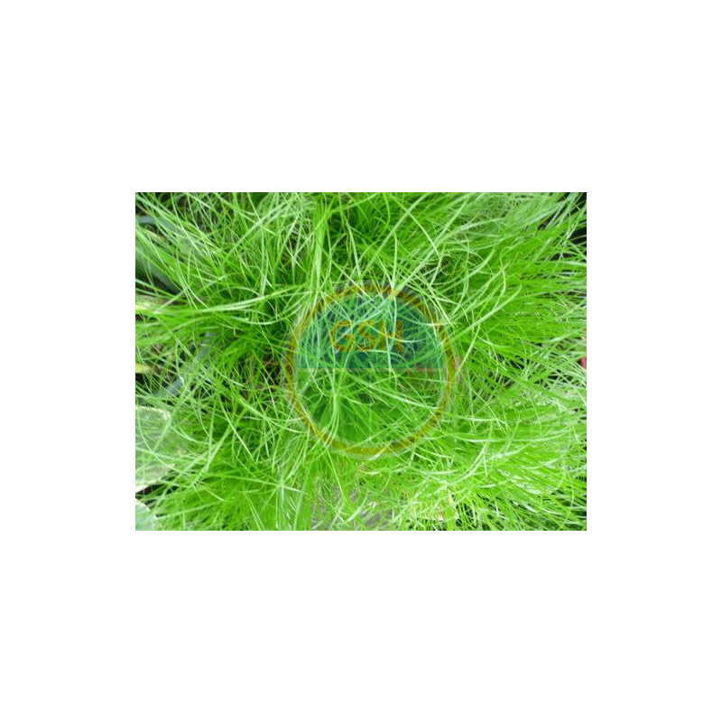 Katzengras ( Cyperus zumula )